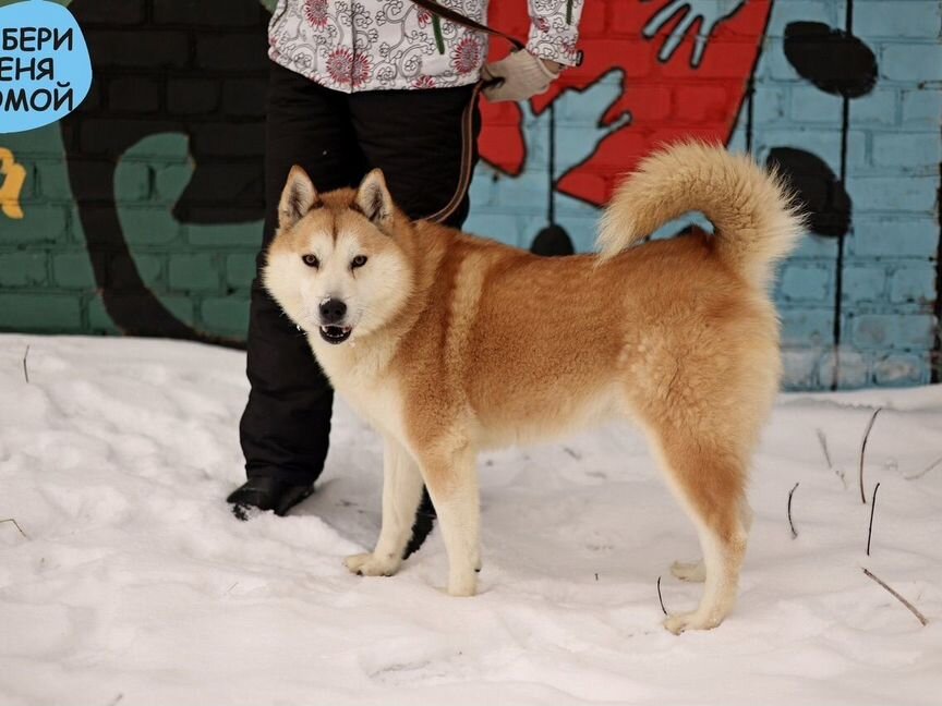 Собака Бульвар