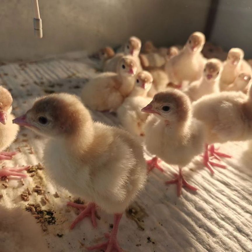 Индюшата Хайбрид Конвертер