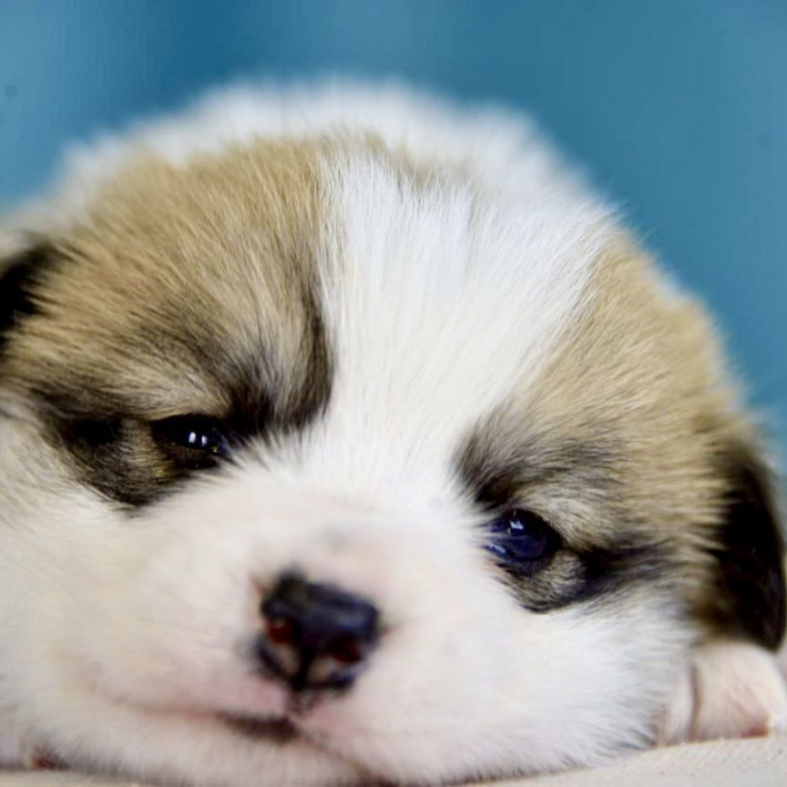 Щенки вельш корги пемброк