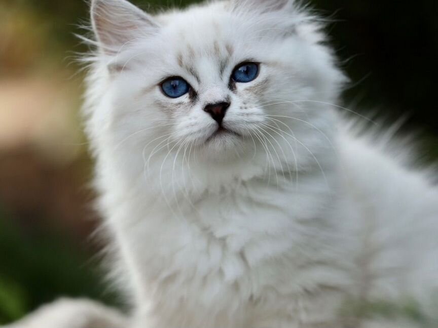 Невский маскарадный котёнок мальчик