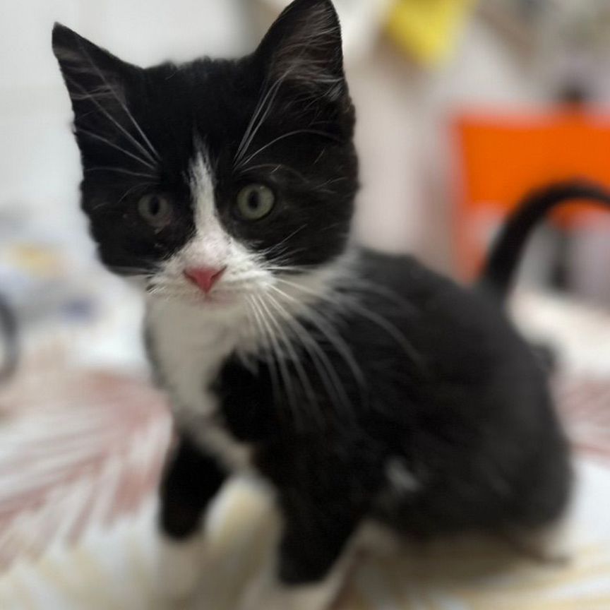 Котёнок в добрые руки