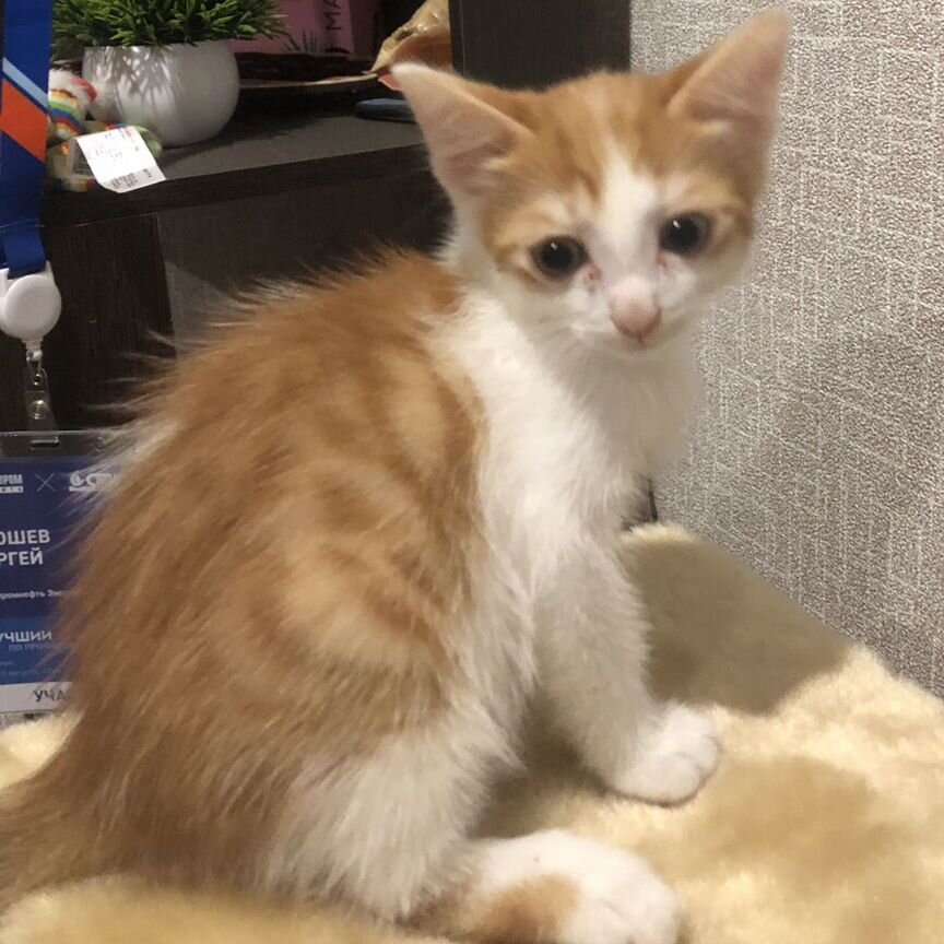 Отдам котенка в добрые руки