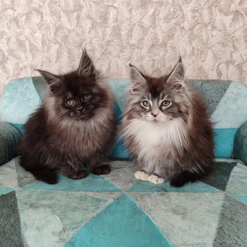 Продам Мейн-куночек