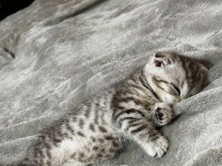 Кошка серая вислоухая