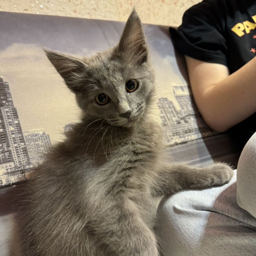 Котята в добрые руки приучены к лотку мальчик