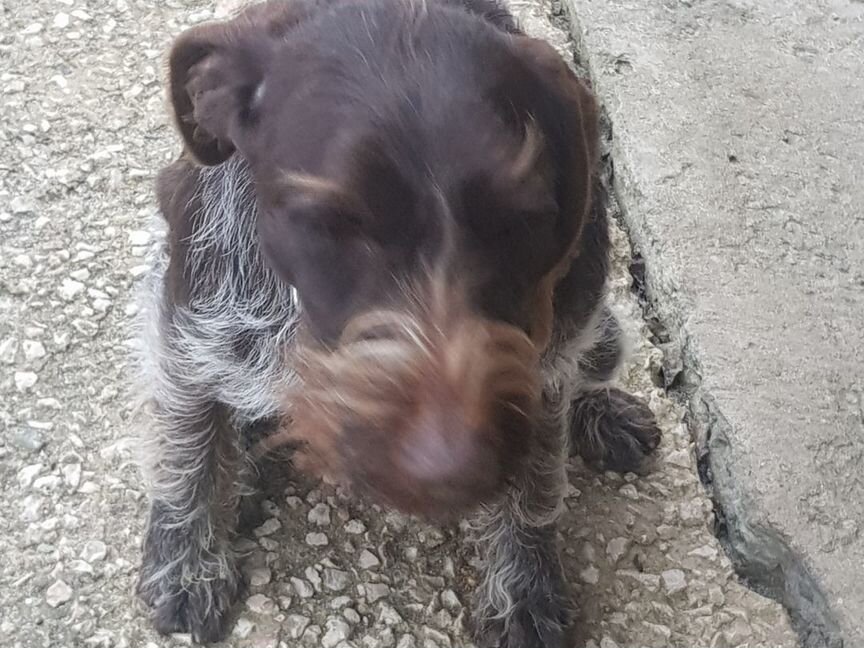 Продам щенка дратхара