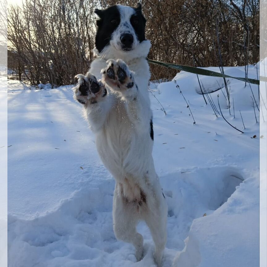 Собака в добрые руки. Доставка