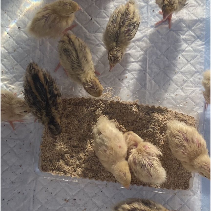 Перепела феникс и техас