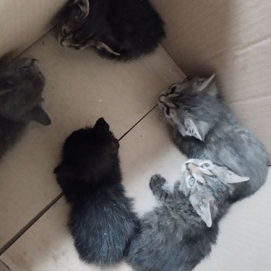 Котёнок в добрые руки