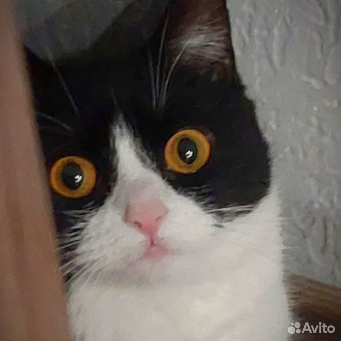 Чудо чудное ищет любящую семью