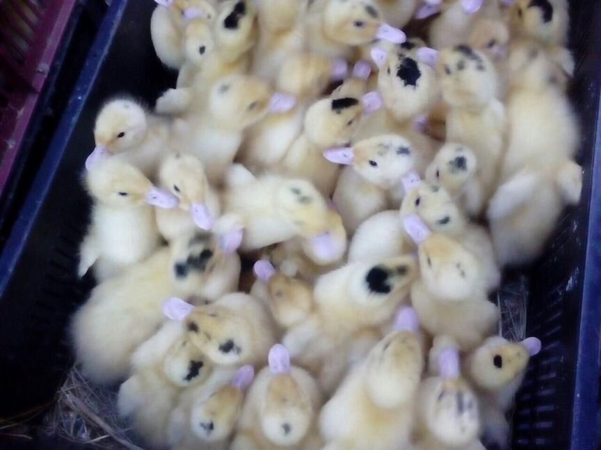 Утята муларды