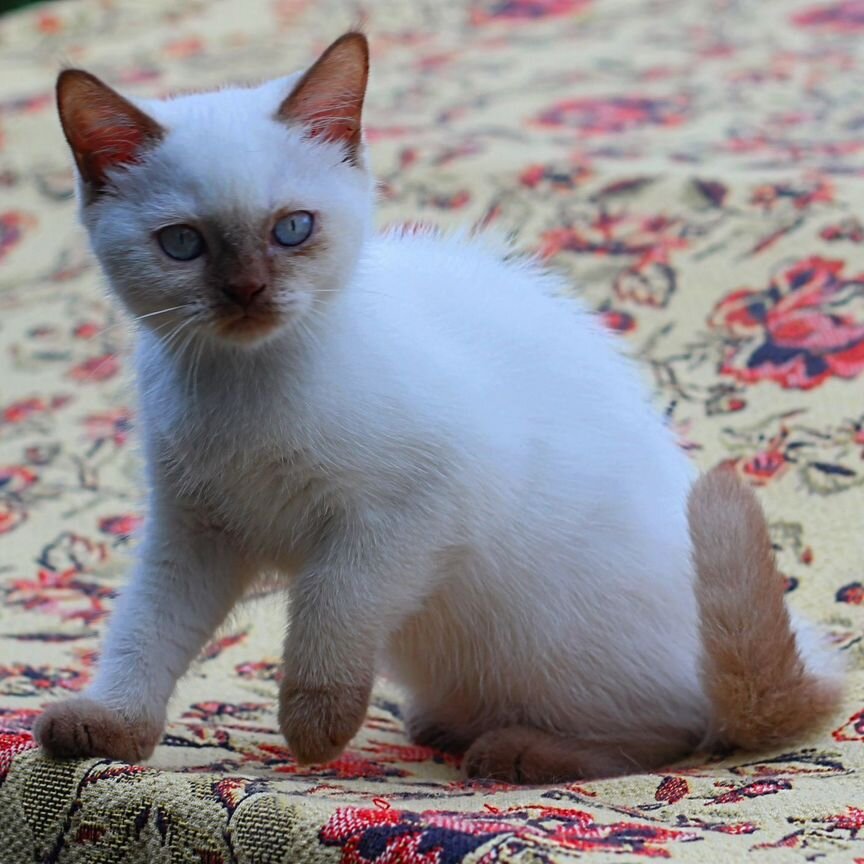 Британская