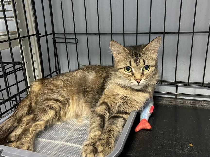 Домашняя кошка Кисёна ищет дом и добрую семью