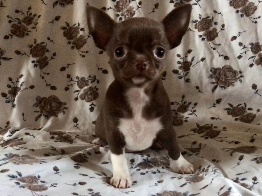 Маленькая Фея, девочка чихуахуа 2 месяца