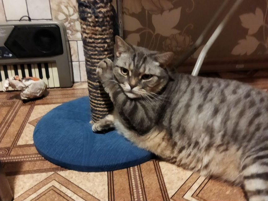 Шотландский котик