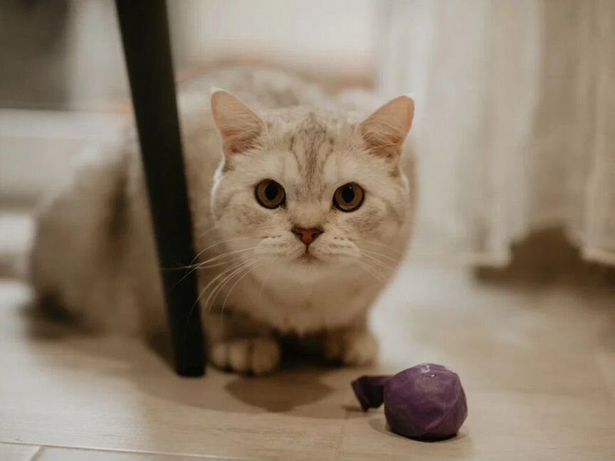 Кот