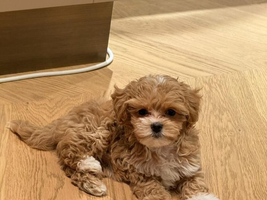 Мальтипу щенки к новому году