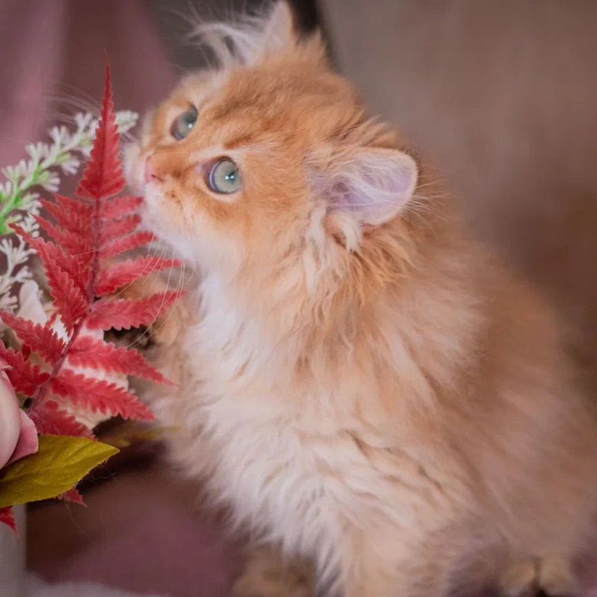 Британский длинношёрстный котёнок