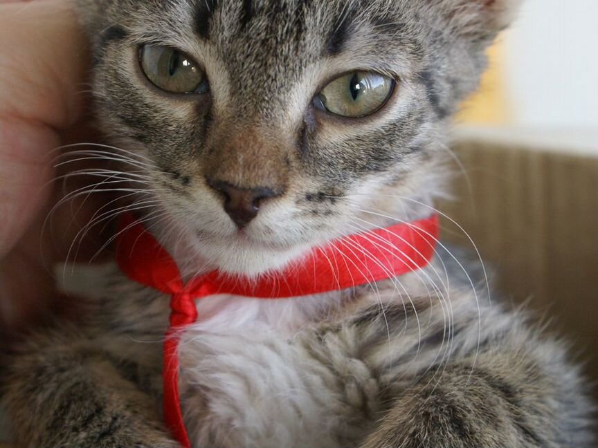 Котёнок уникального окраса