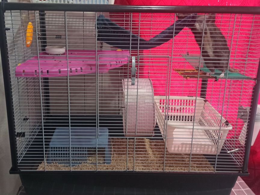 Клетка 80х50х70 с тремя крысами