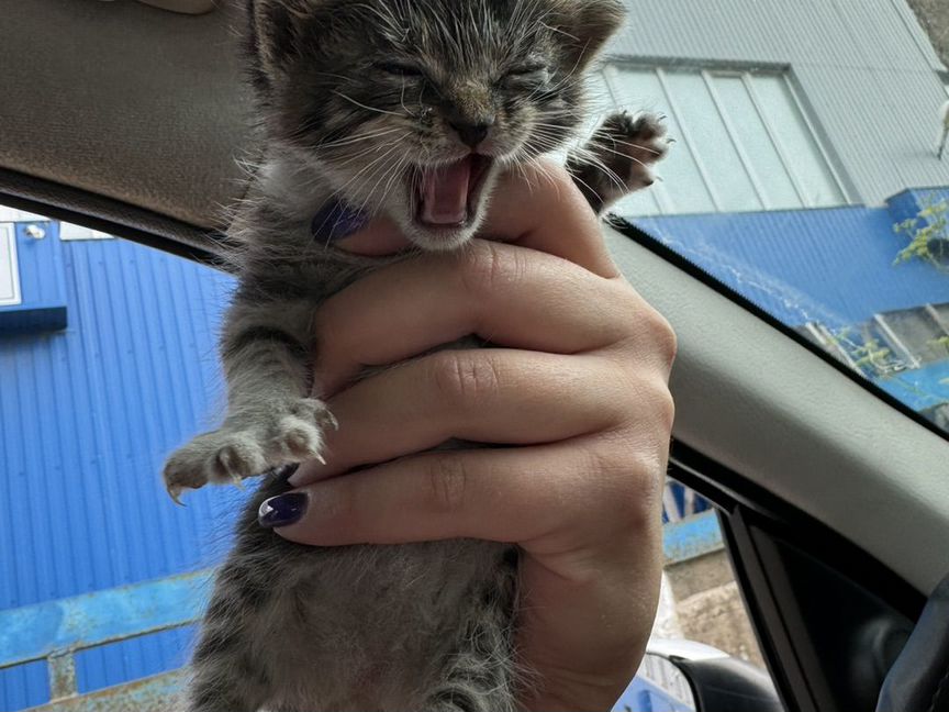 Кошка с котятами
