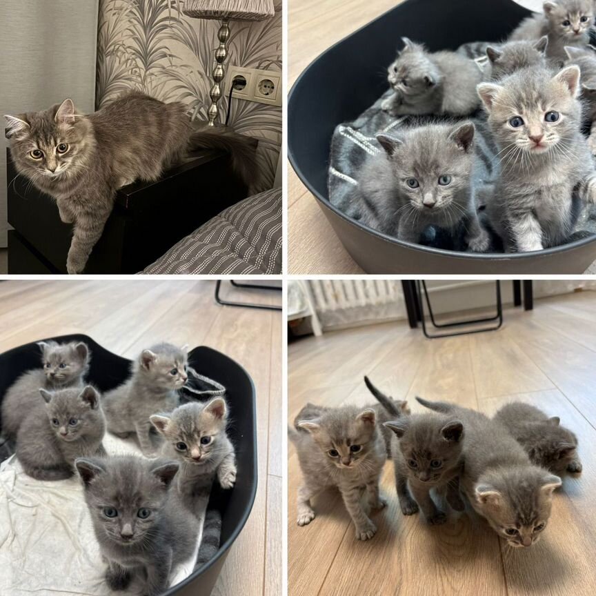 Котята мальчики