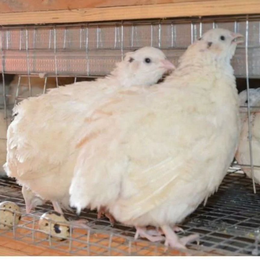 Перепелка белая техасская