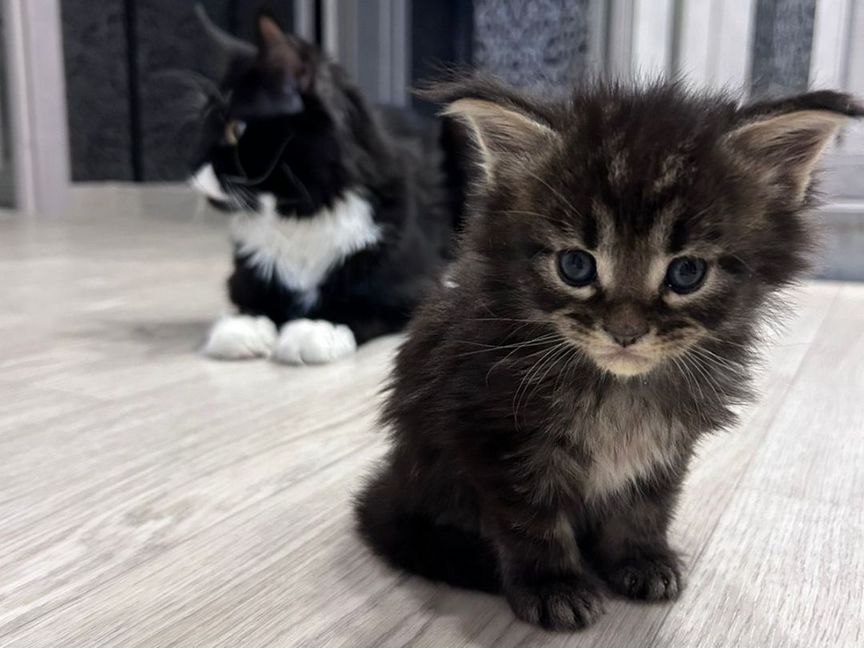 Котенок Мейн-кун