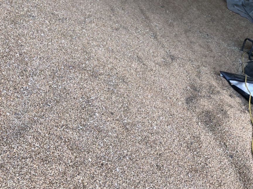 Пшеница урожай 2023