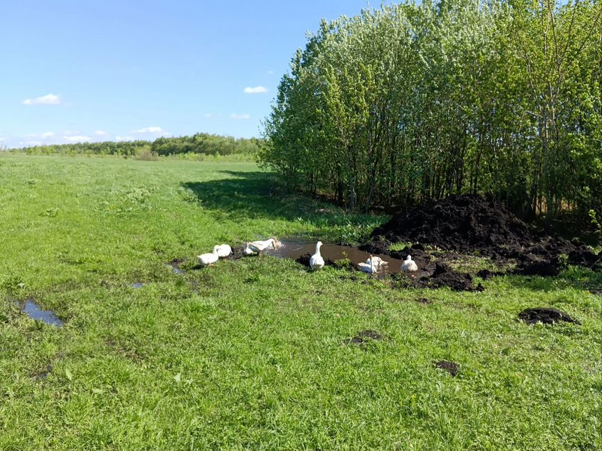 Гуси (гусаки) Линда