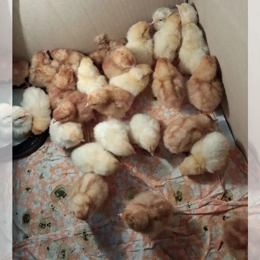 Цыплята несушки Ломан Браун вывод 28 марта