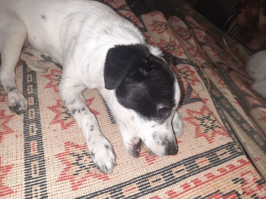 В добрые руки. Маленькая собачка