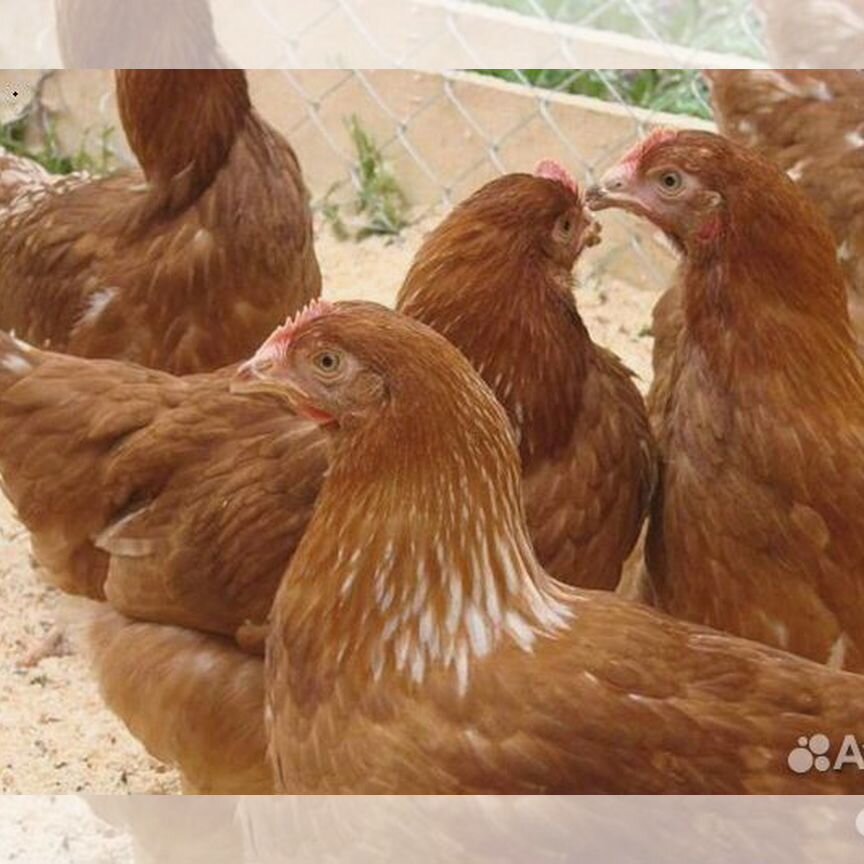 Куры Несушки с доставкой с доставкой