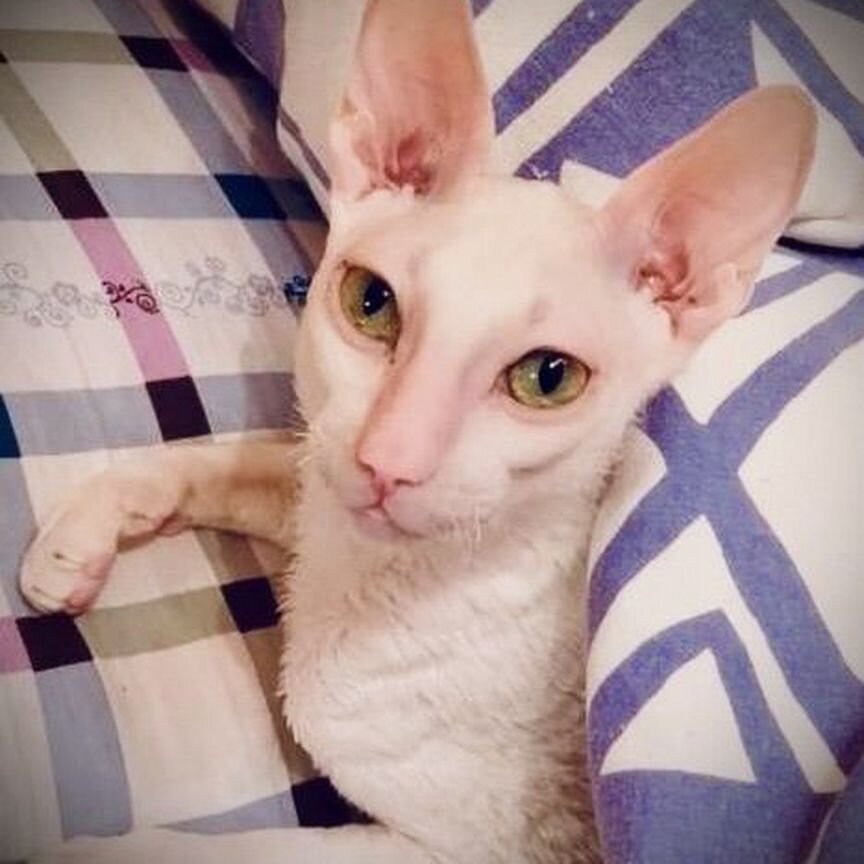 Корниш кастрат
