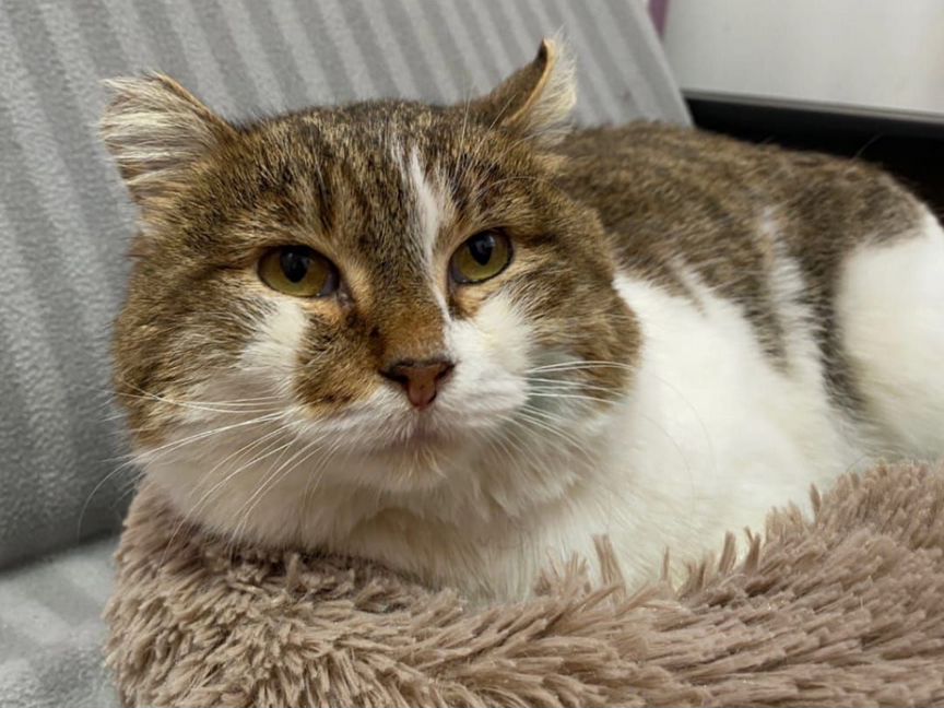 Кошки в добрые руки бесплатно