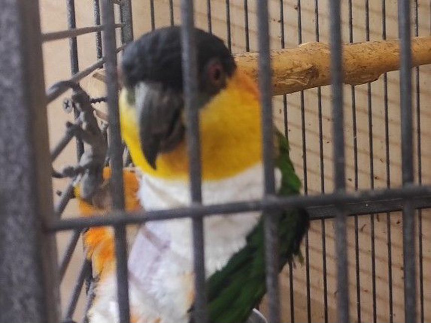 Каик черноголовый пара самец и самка