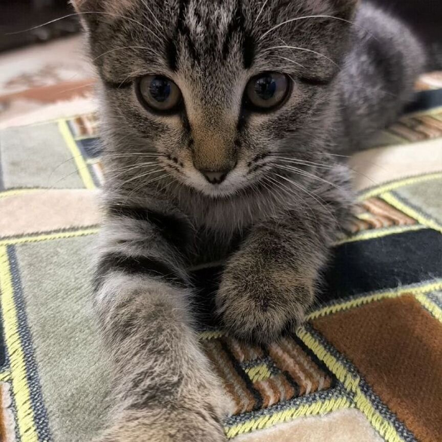 Отдадим Аську в добрые руки