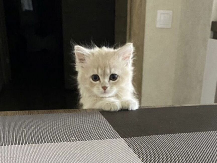 Котенок в добрые руки