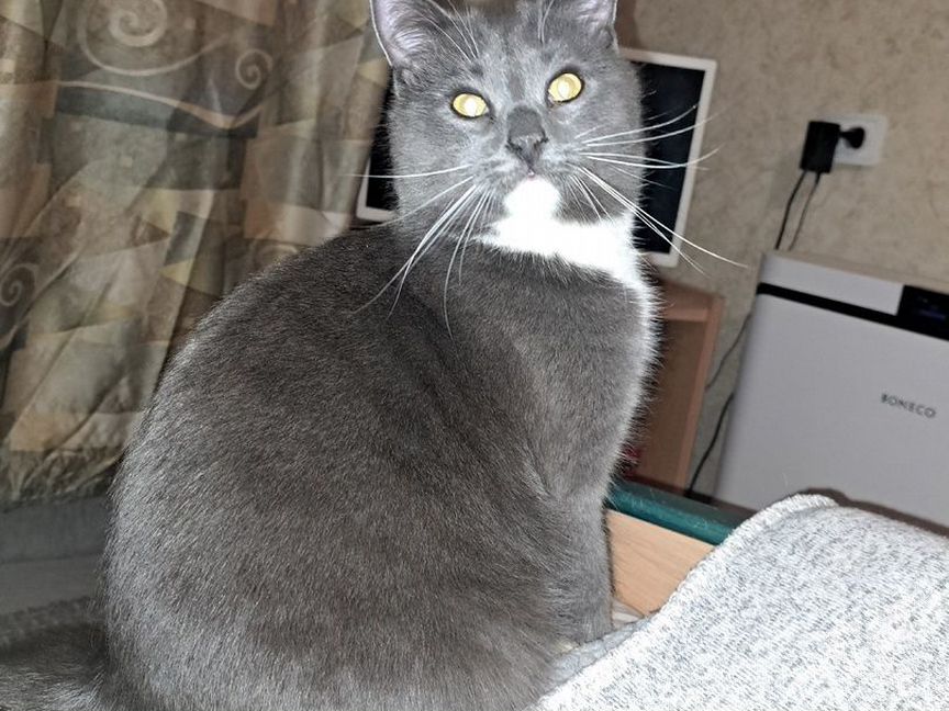 Серый котик в добрые руки