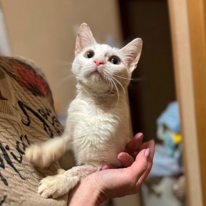 Белла кошечка белая с серым 6 мес в добрые руки