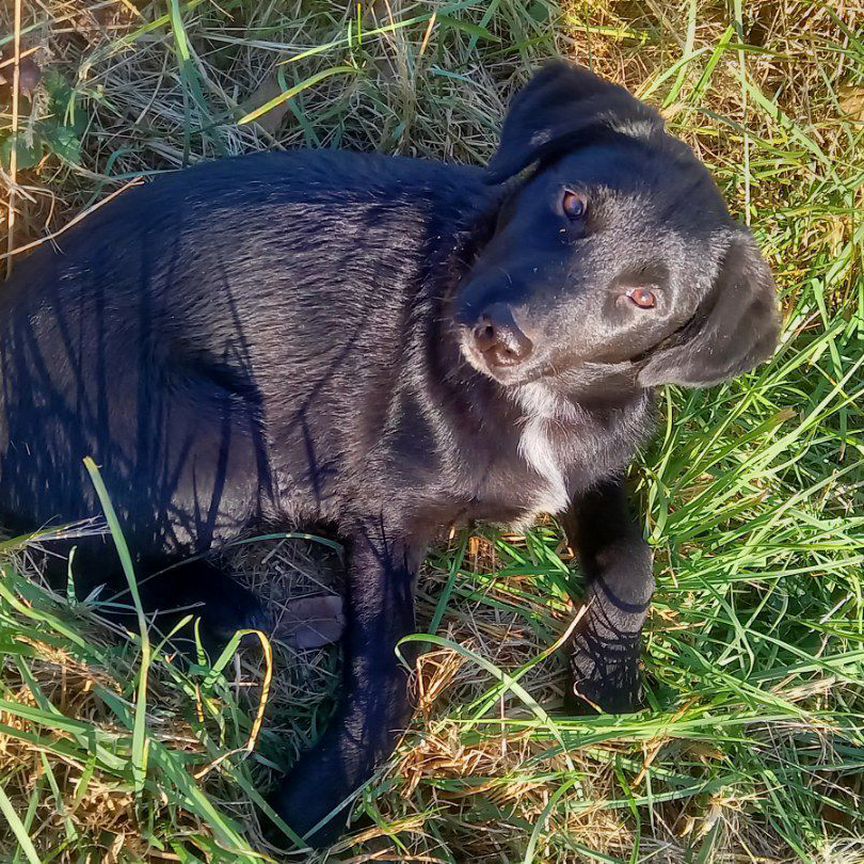 Щенок в добрые руки отдам бесплатно
