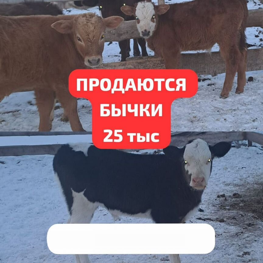 Бычки