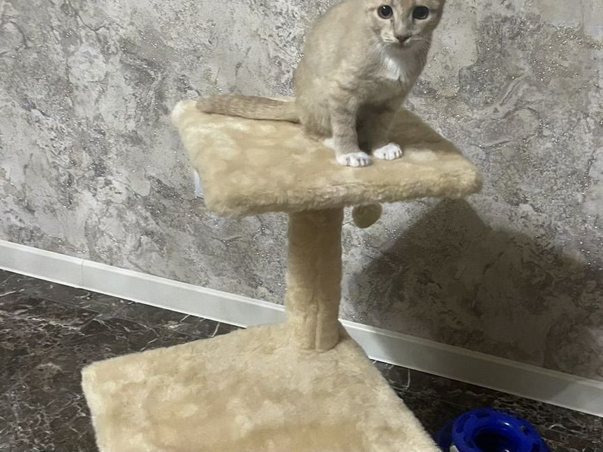 Когтеточка для кошек + лежанка