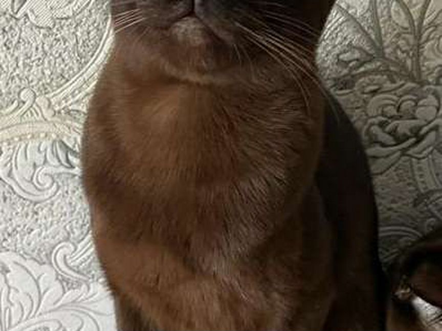 Бурманская кошка