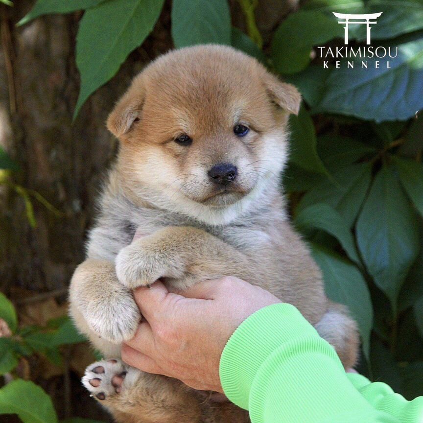 Очень красивый мальчик сиба ину