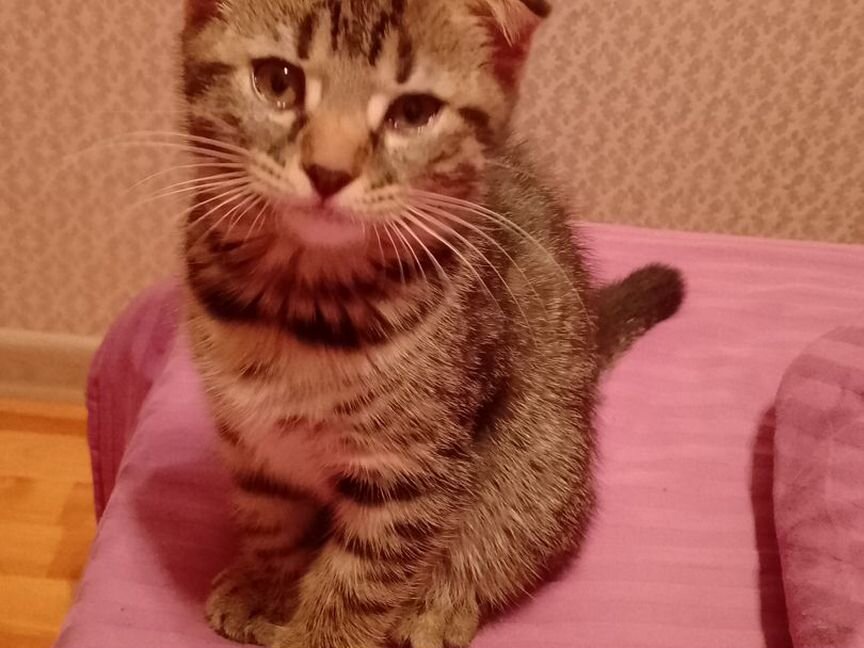 Продам котенка