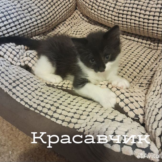 Пушистый бело-черный котенок мальчик