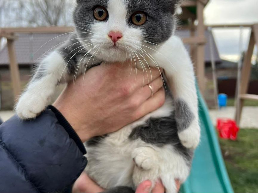 Котята помесь шотладнец 3 месяца