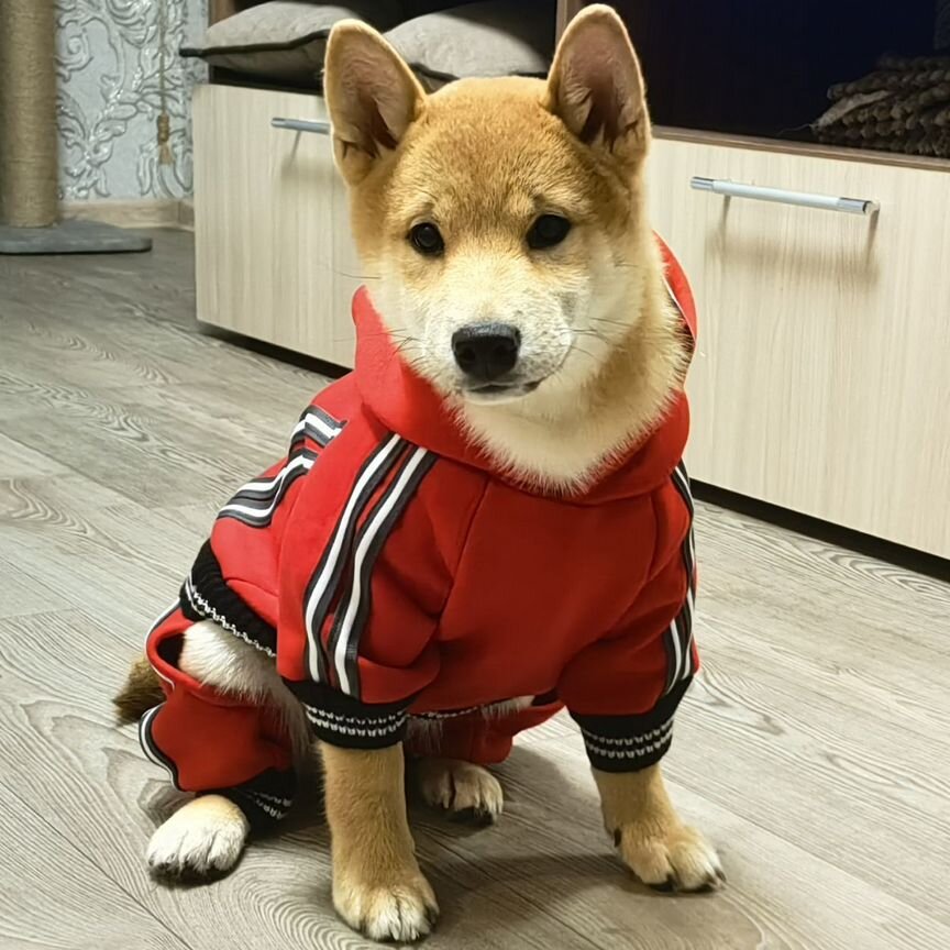 Продаю два комбенизона 2 xl