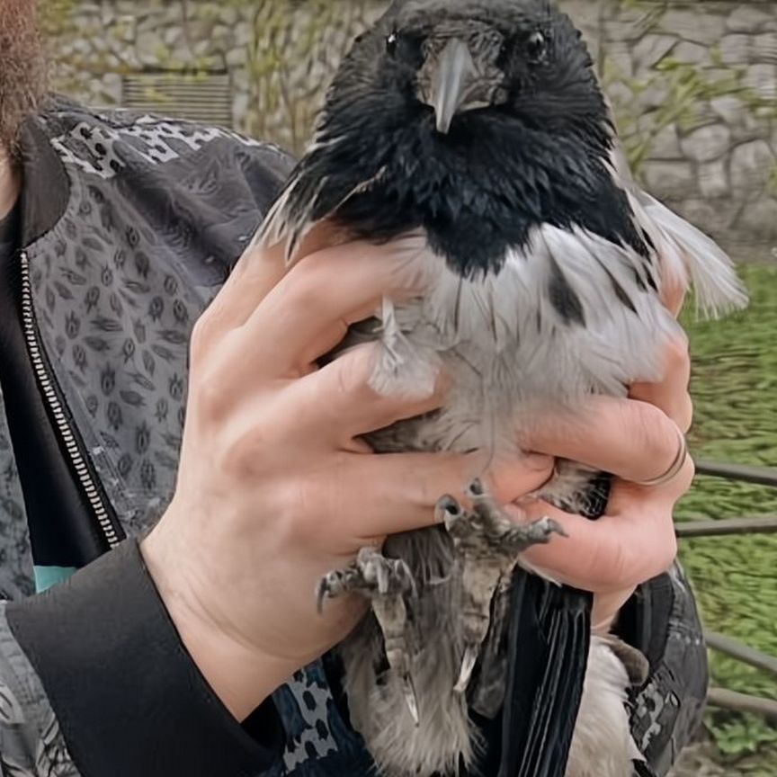 Серая ворона